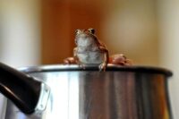 What Is the Boiling Frog? - The Boiling Frog